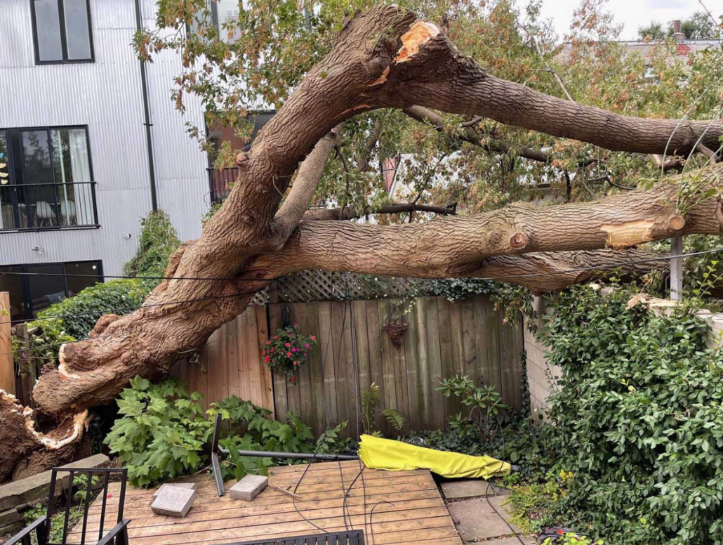 The Importance of Using Arborists in Toronto to Remove Felled Tree ...